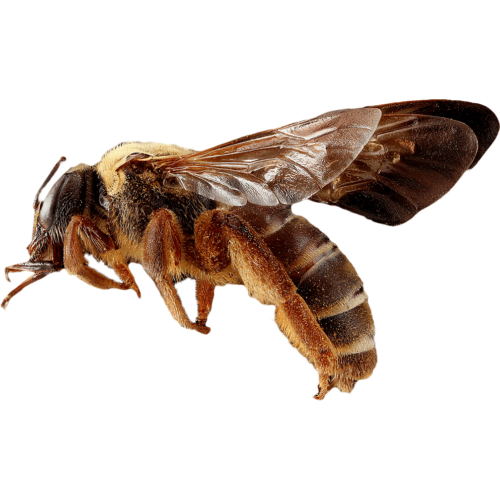 Bee Pest Control | Florida & New Jersey