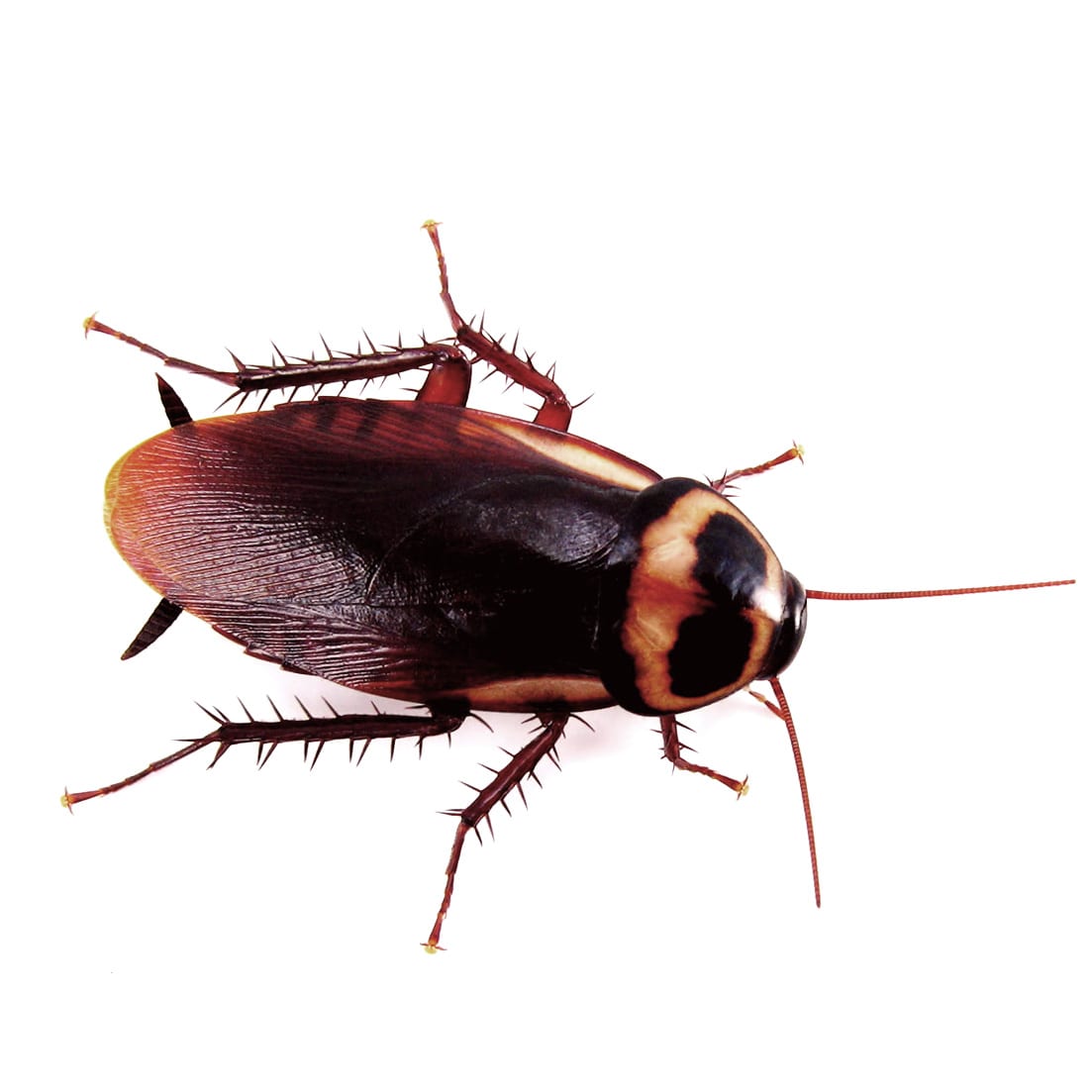 Cockroach Control | Florida & New Jersey