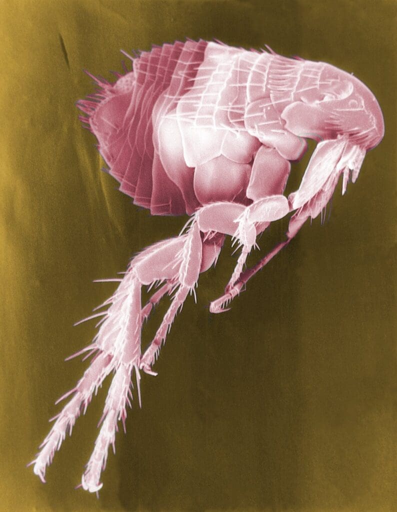 What Fleas Look Like and How To Identify Them - Twin Boro