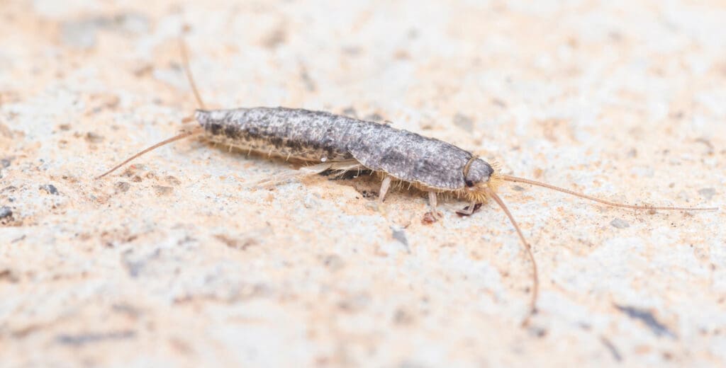 Silverfish Extermination & Control in Bergen County | Twin Boro